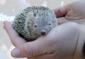 Oakland Zoomobile @ Weekes Branch Library | City of Hayward - Official ...